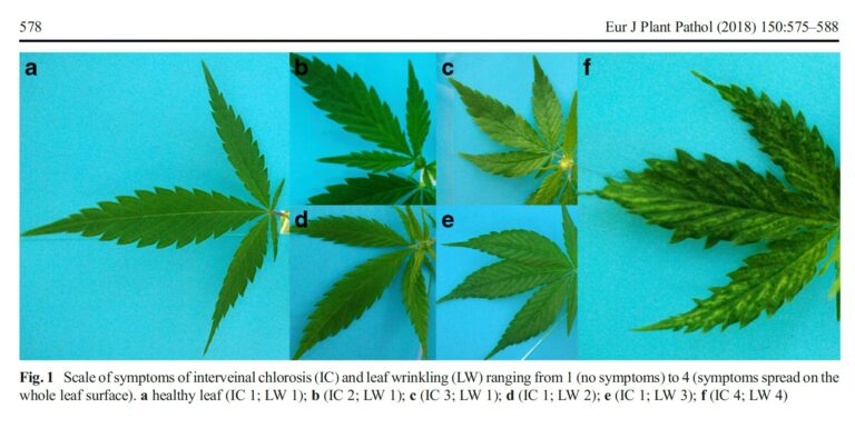 5 Viruses to Watch Out for in Your Cannabis Grow | Modern Canna | MCS