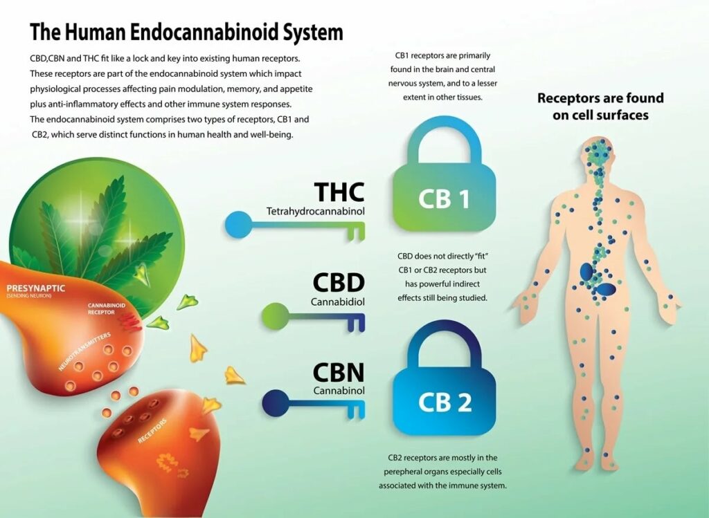 Delta Duel: Navigating the Differences Between d9-THC and d8-THC ...